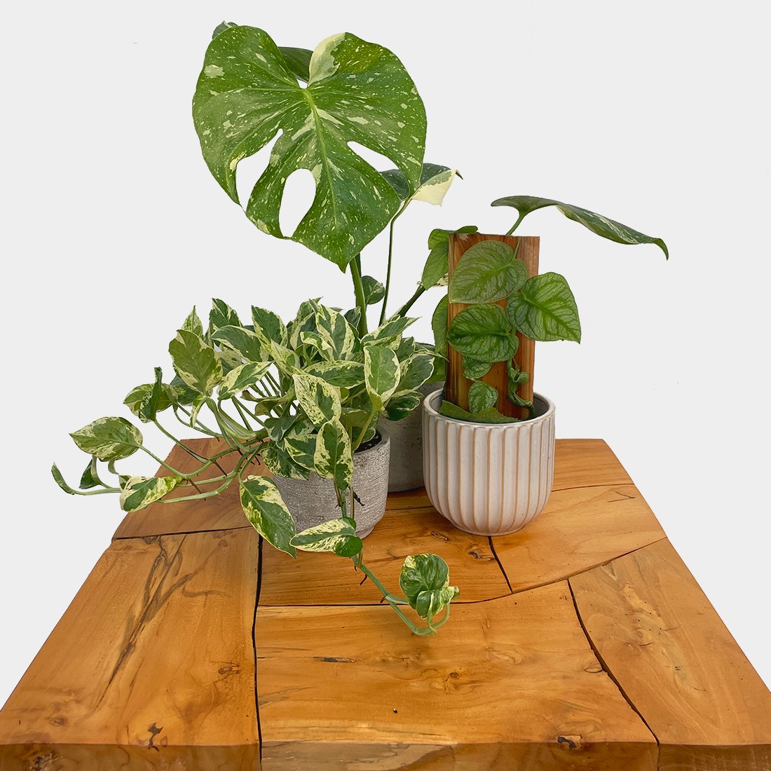 Amydrium, Epipremnum & Monstera