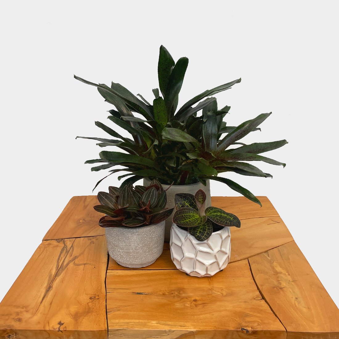 Bromeliad & Orchid
