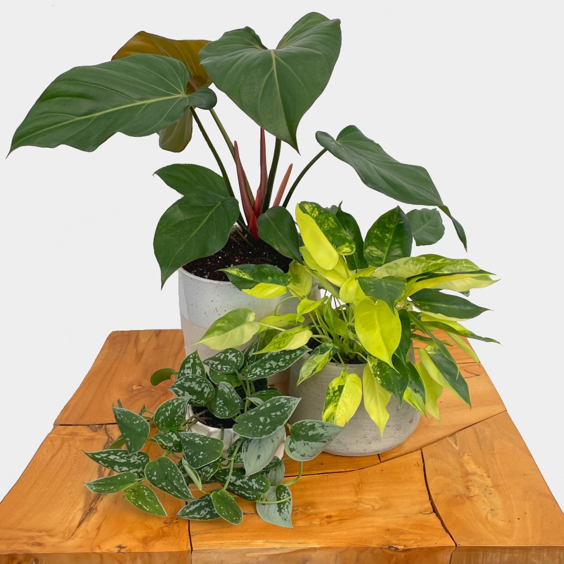 Philodendron, Rhaphidophora & Scindapsus