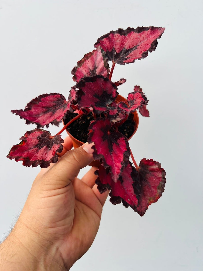 Begonia rex 'Red Robin'