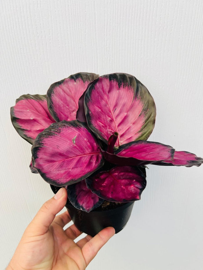 Calathea 'Mysty Red'