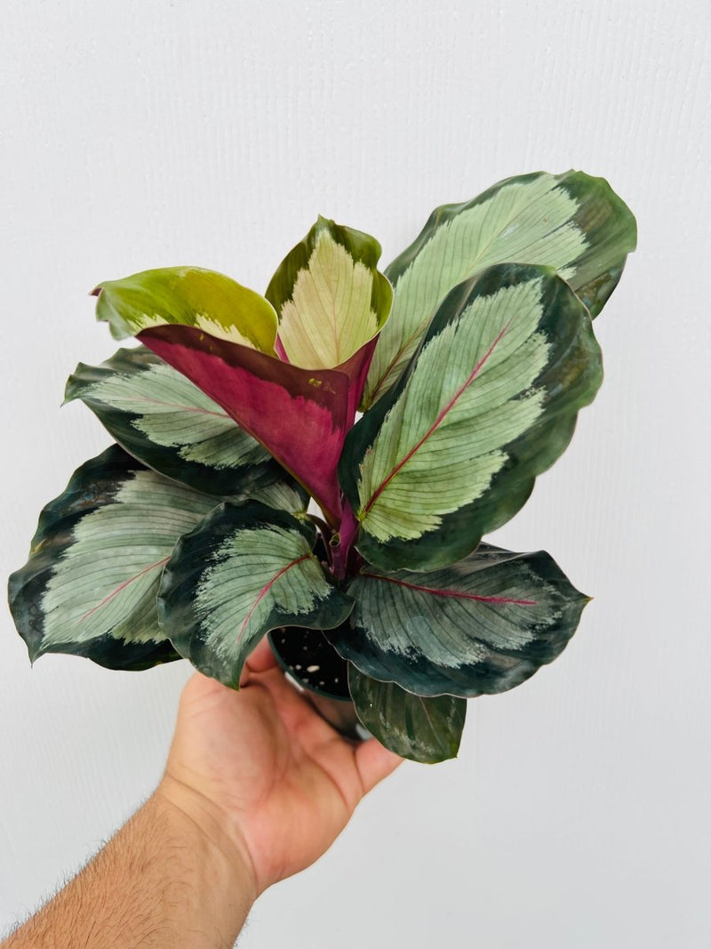 Calathea 'Northern Lights'