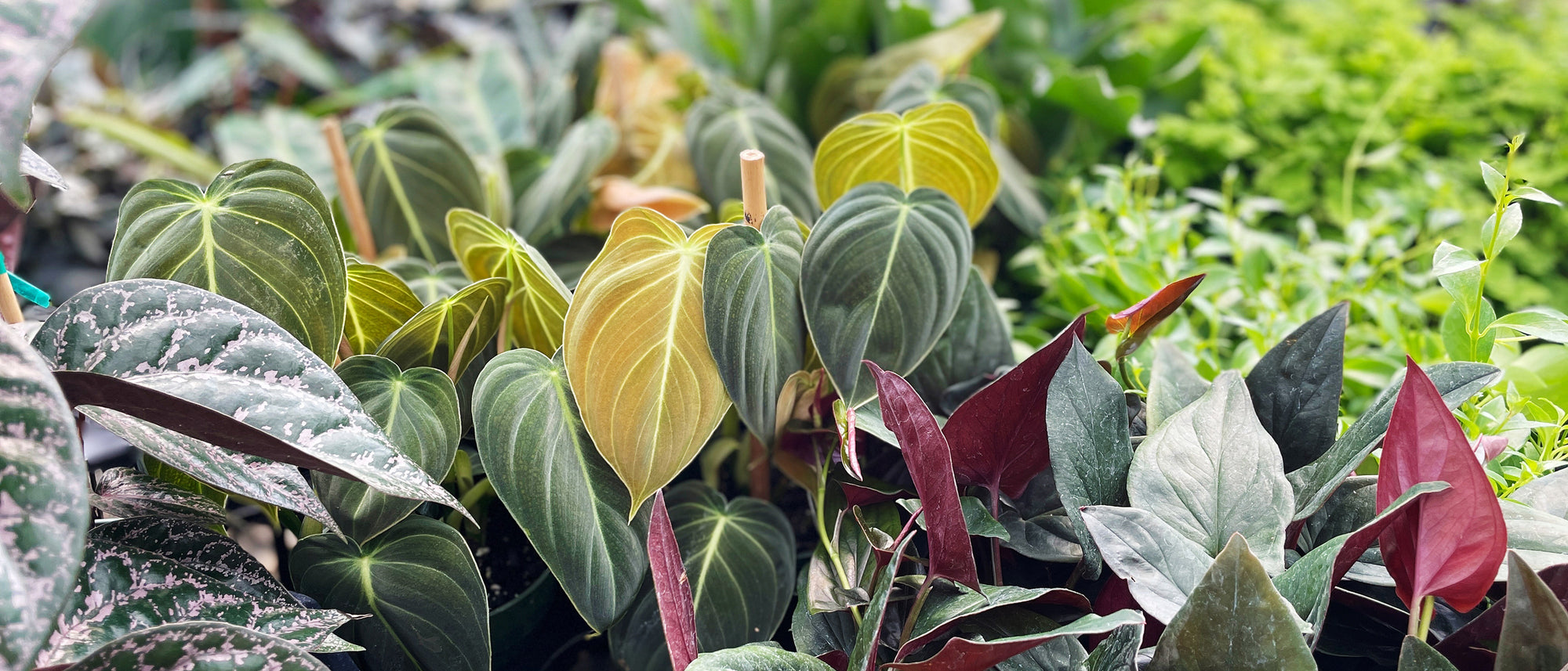 Variant Plant Company