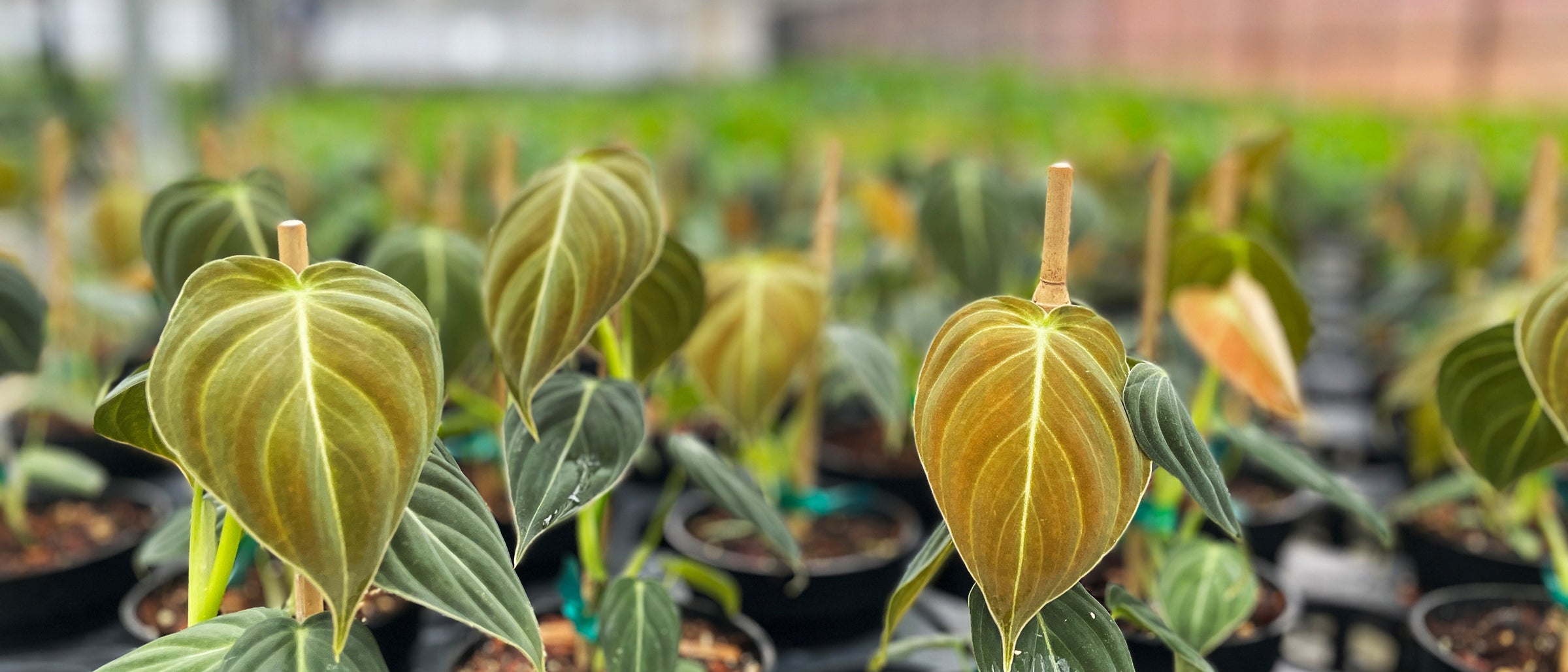 Variant Plant Company