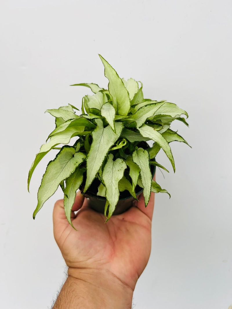 Syngonium 'Silver Fox'