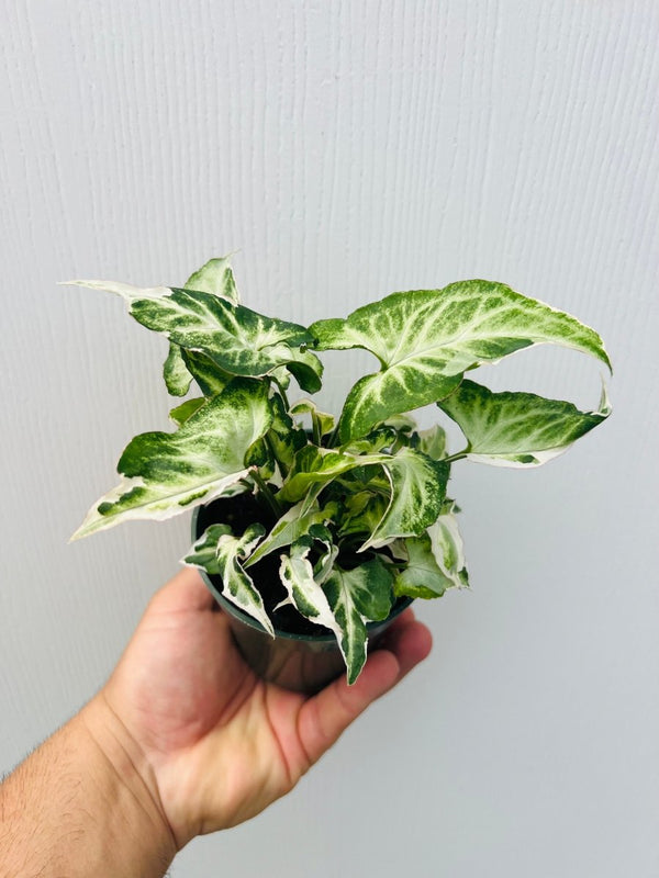 Syngonium 'Starlite'