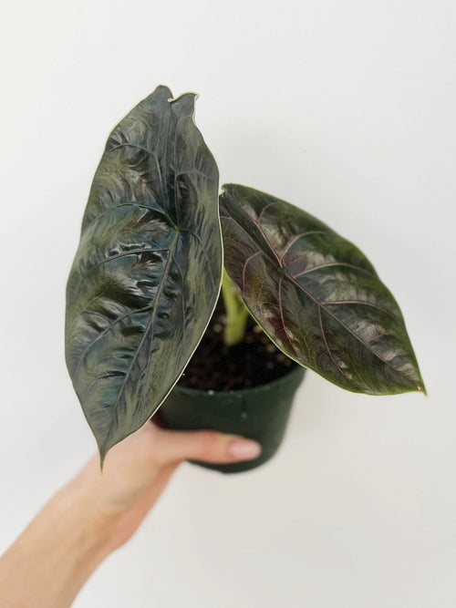 Alocasia azlani