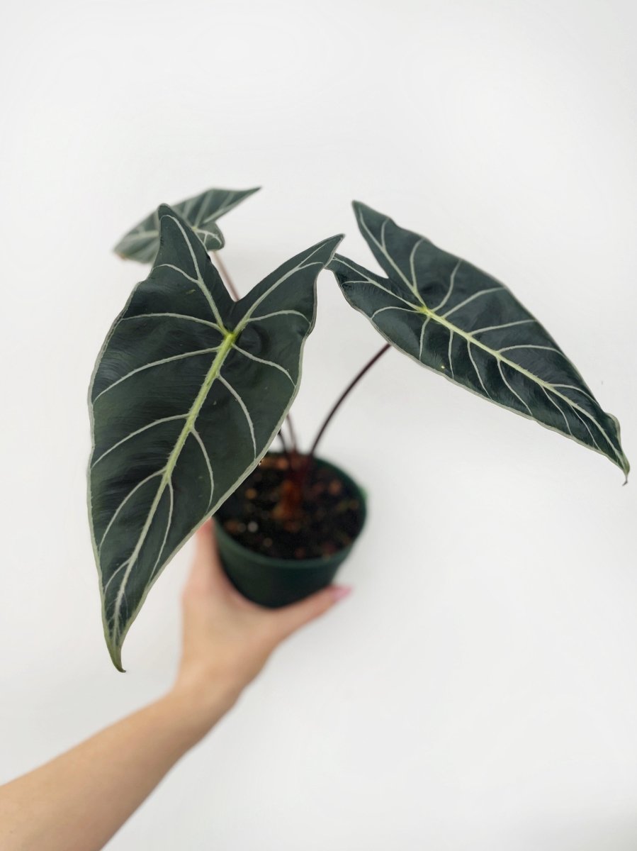 Alocasia longiloba 'Dragon's Tooth'