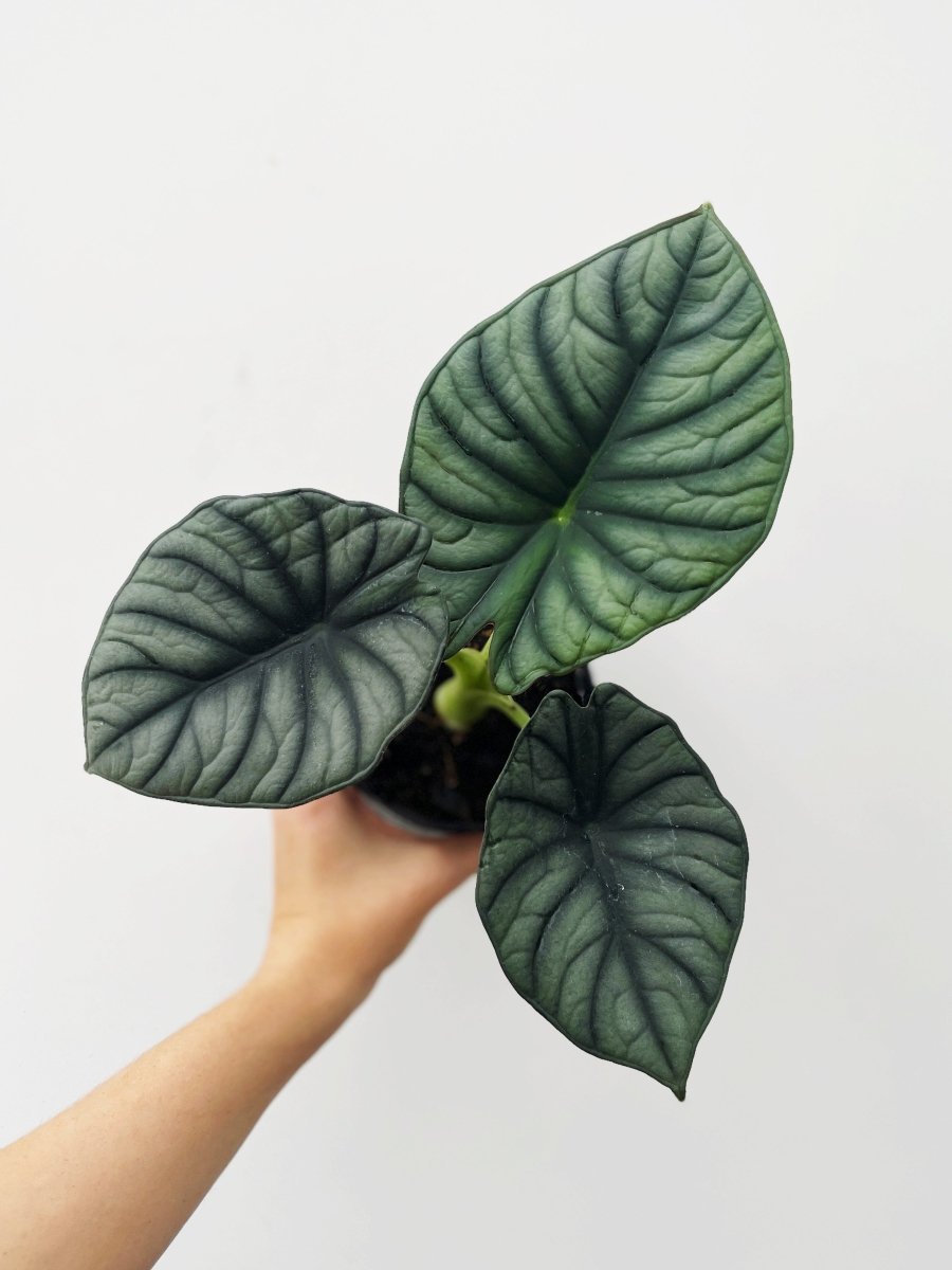 Alocasia nebula 'Imperialis'