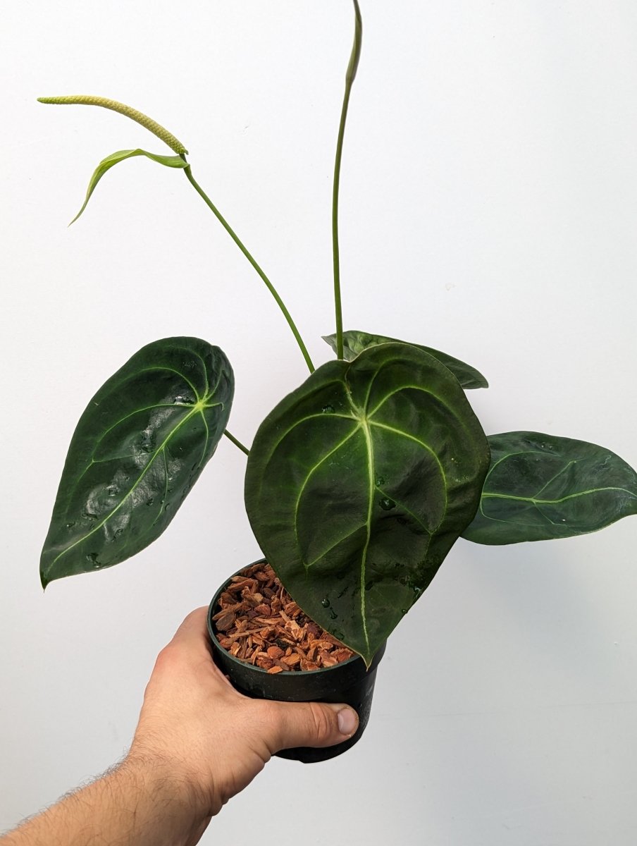 Anthurium forgetii