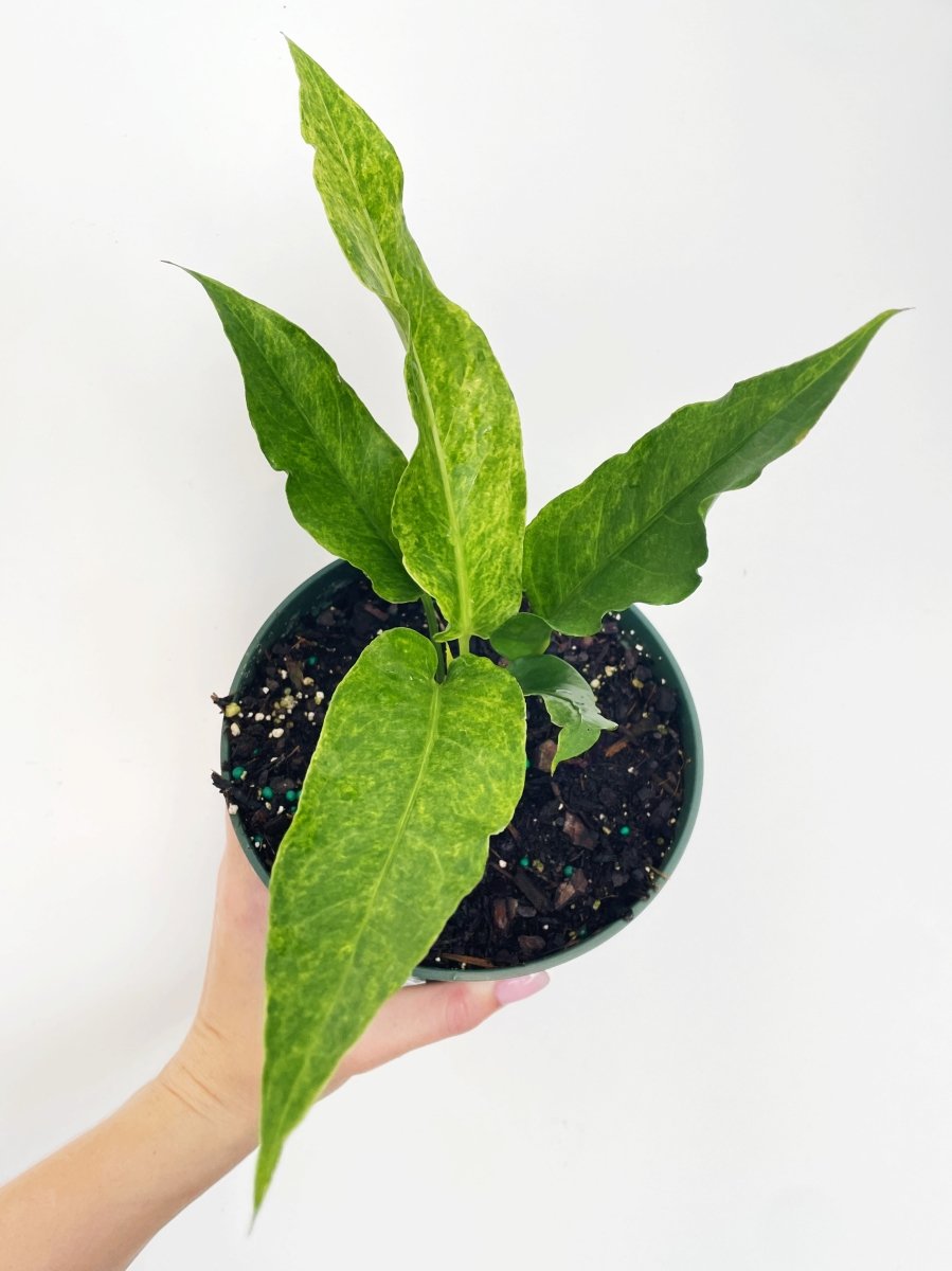 Anthurium hookeri variegata