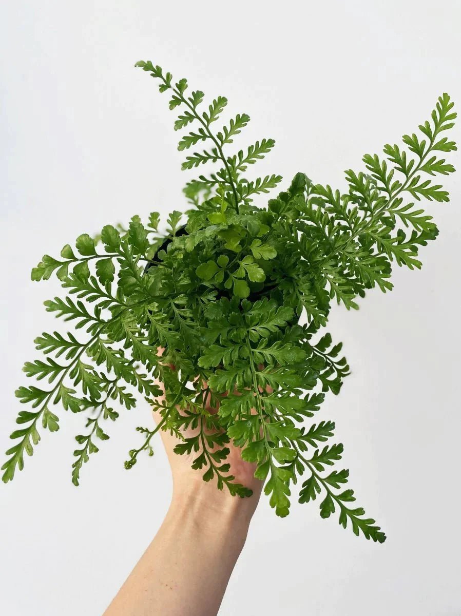 Asplenium dimorphum x difforme 'Austral Gem'