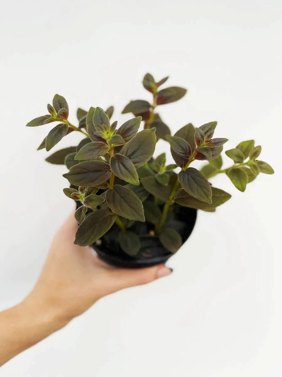 Columnea 'Chocolate Soldier'