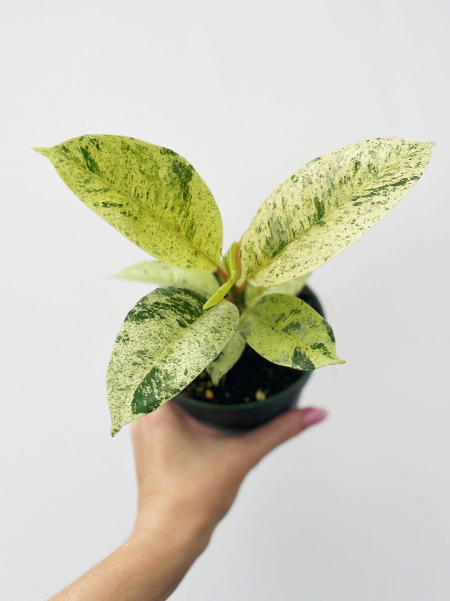 Ficus shivereana 'Moonshine'