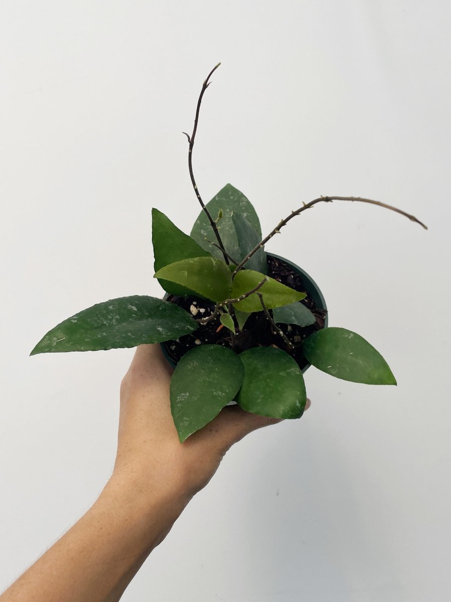 Hoya caudata 'Sumatra'