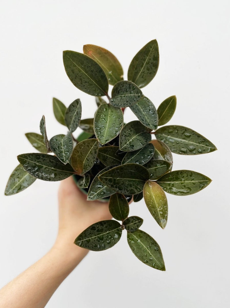 Ludisia discolor var. nigrescens