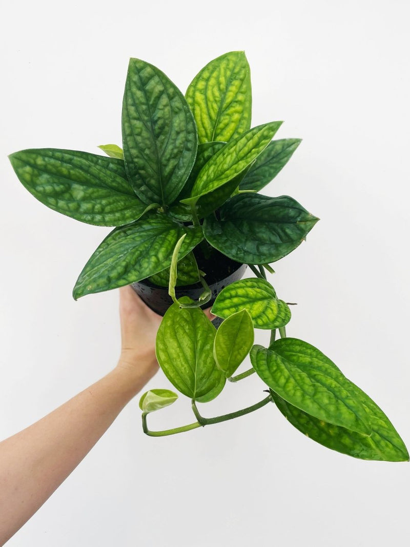 Monstera karstenianum 'Peru'