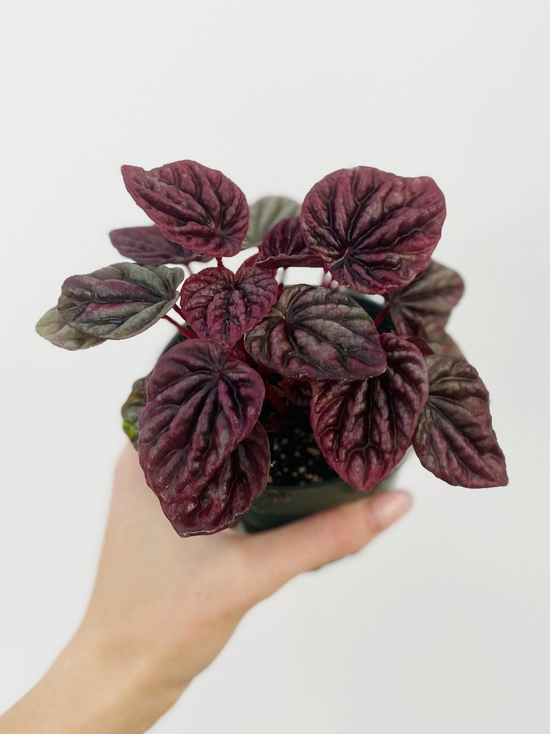 Peperomia caperata 'Luna Red & Grey'