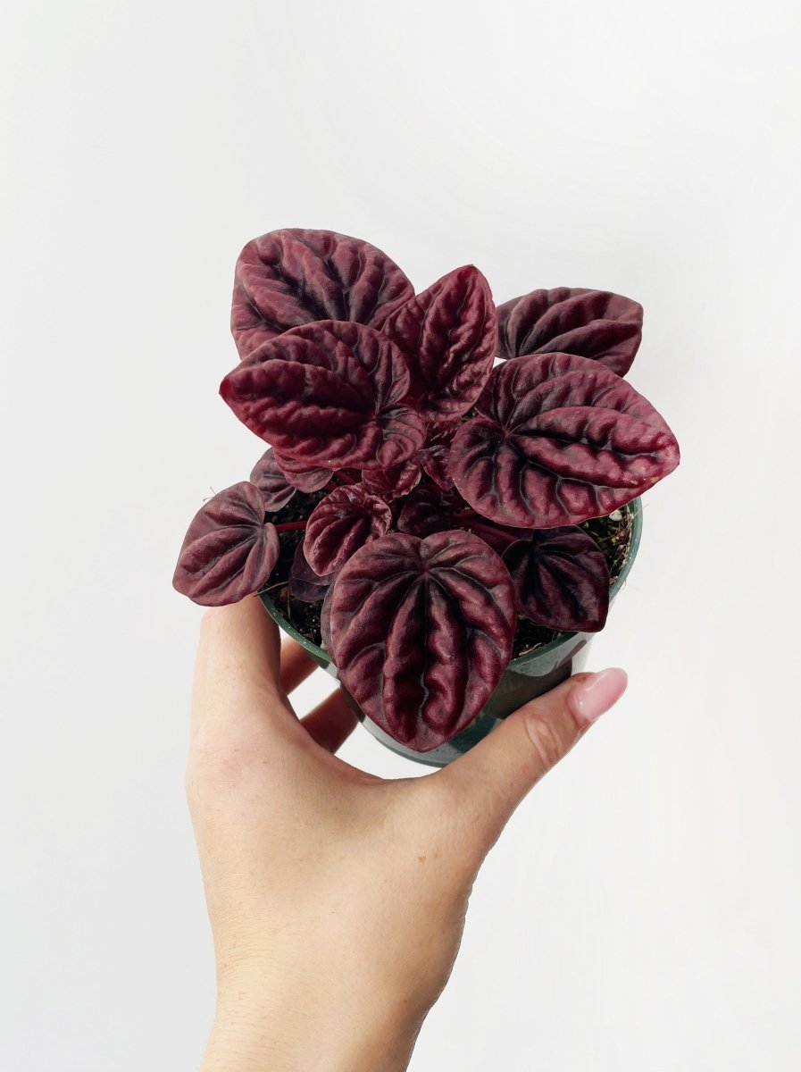 Peperomia caperata 'Red Shumi'