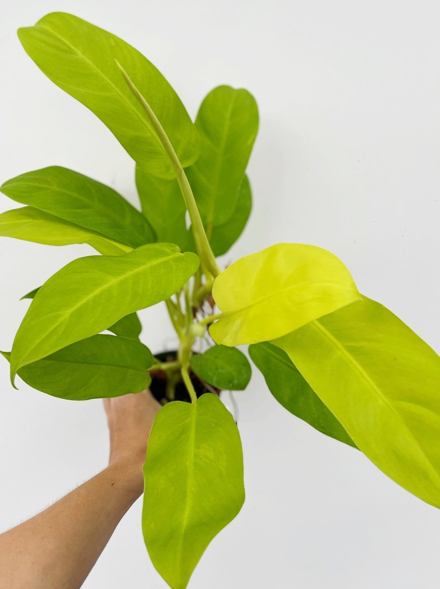 Philodendron 'Golden Goddess'
