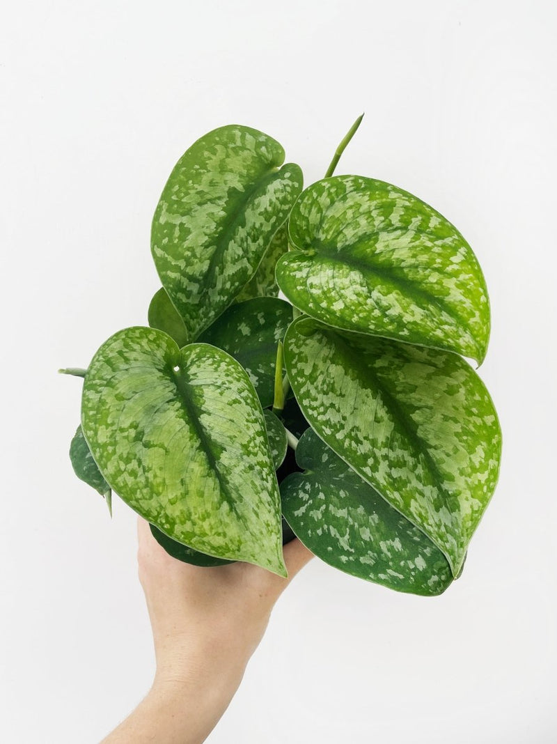 Scindapsus pictus 'Silver Splash'