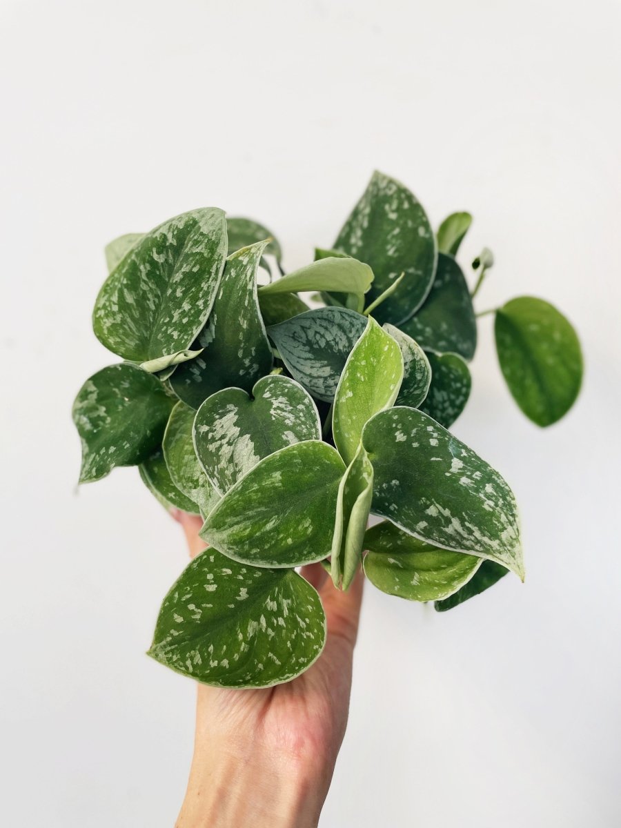 Scindapsus pictus 'Silvery Ann'