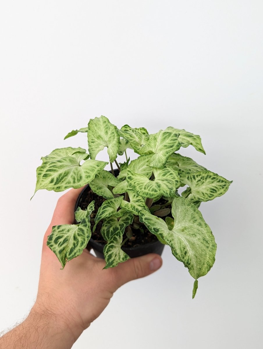 Syngonium podophyllum 'Batik'